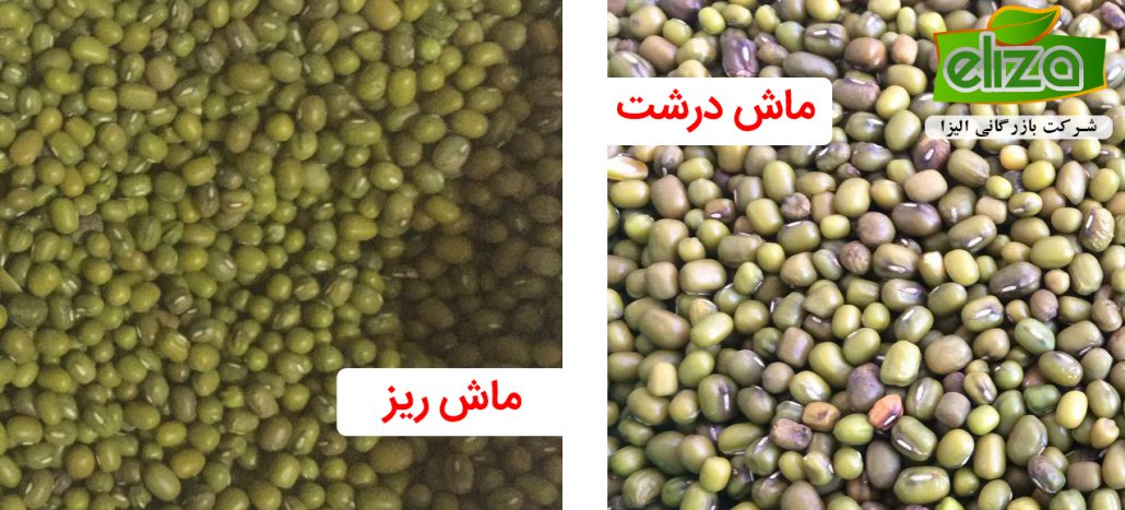 ماش با چه قیمتی در بازار عرضه می شود؟ انواع ماش ریز و درشت